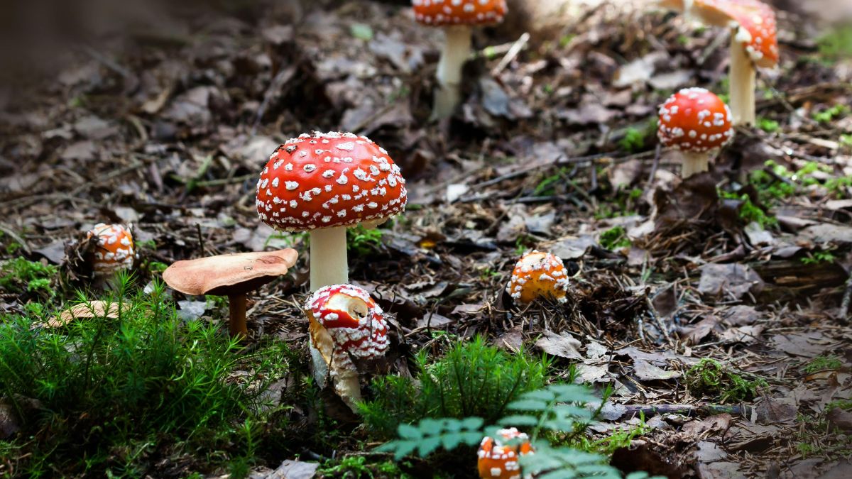 Fairy Rings and the Aos Sí