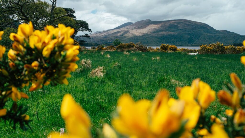 Spring in Ireland: All You Need to Know - The Irish Horizon