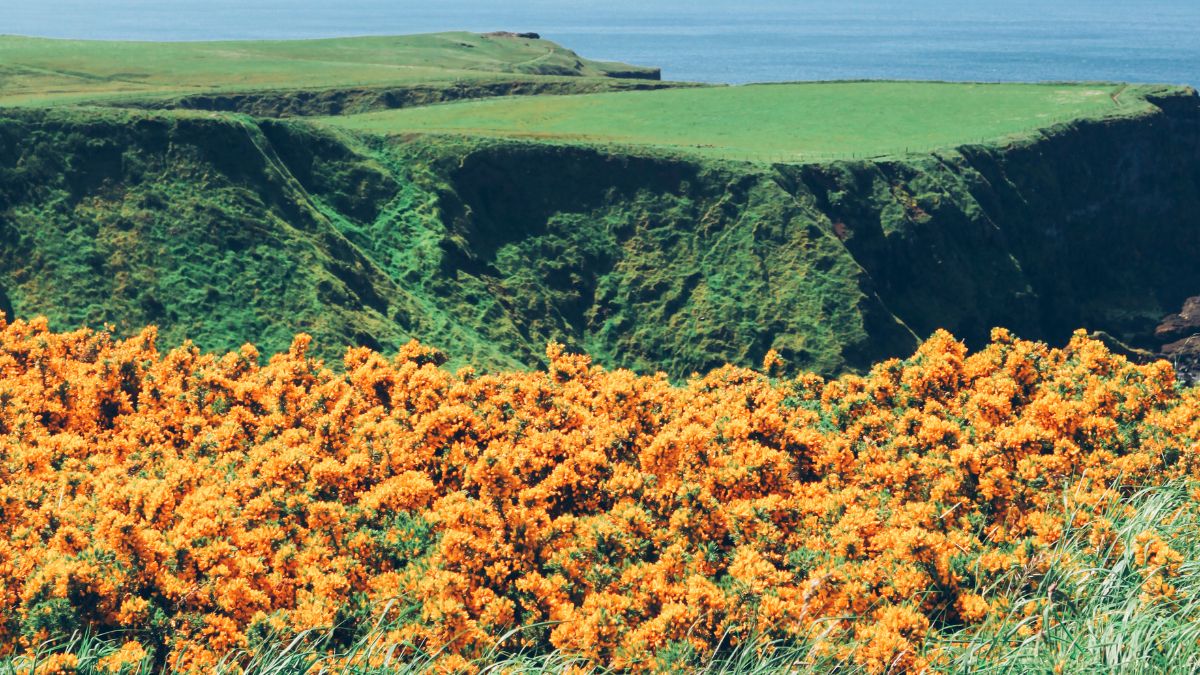 Puca/Pooka Legend Irish Folklore